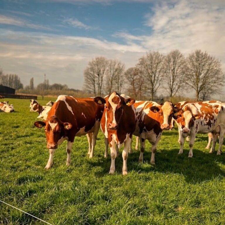 Alfons ijscreaties | Rijsbergen Digitaal